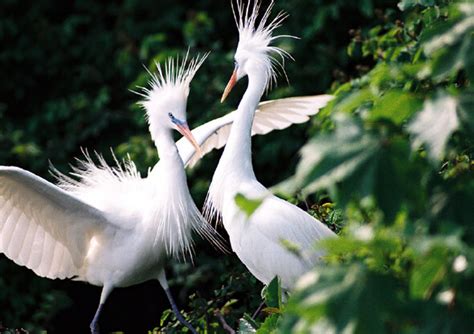 노랑부리백로 따라 8년 ‘집념의 다큐