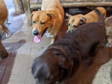 Camp Happy Paws A Big Warm Welcome Back To Chocolate