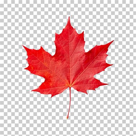 Red Maple Leaf Png Red Maple Leaf Red Maple Leaf Leaf PNG