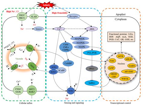 Plant Responses And Adaptations To Salt Stress A Review