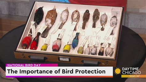 National Bird Day The Importance Of Bird Protection Wgn Tv