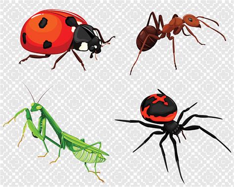 Insects Icons Ladybug Ant Spider Grasshopper Sketch Png Pngwing