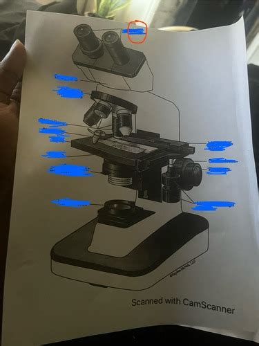 Microscope Flashcards Quizlet