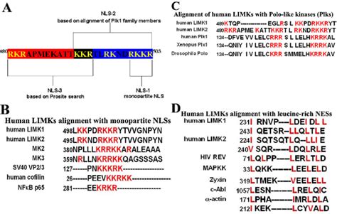 8 Prediction Of The Nuclear Localization And Nuclear Export Signals In