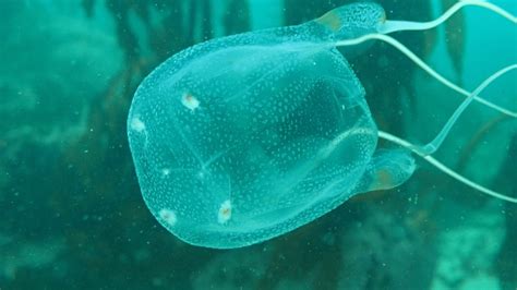 The Difference Between Toxins Poisons And Venom