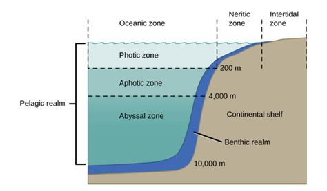 Bio 101 Chapter 7 Lesson 1 Diagram Quizlet