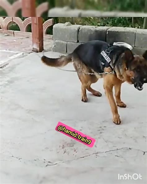 مربی سگ در اصفهان