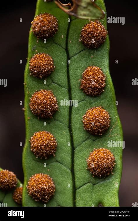 A Macro Of The Underside Of A Fern With Sori And Sporangium Containing Spores In The Forest In