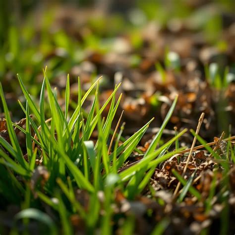 Comprehensive Guide To Selective Herbicides For Grass