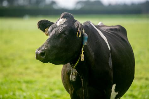 More Ways Collars Help With Mating Management Allflex Nz