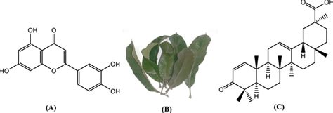 Scheme 1 A Flavonoid Structure B Dillenia Indica Leaf C Download Scientific Diagram