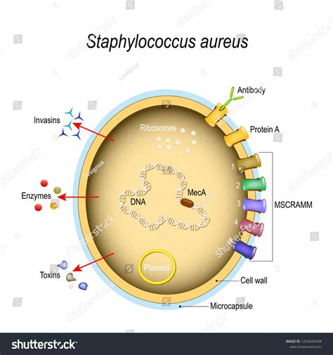 Staphylococcus Aureus Bacterium Labeled Diagram Poster Artofit