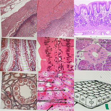 Human Anatomy Histology Fill Out 2 Diagram Quizlet