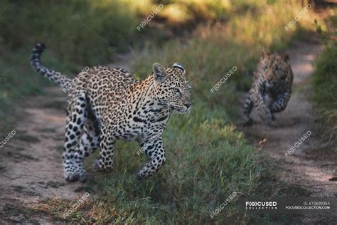 A Female Leopard And Her Cub Panthera Pardus Run And Play Together On A Road — Big Cat