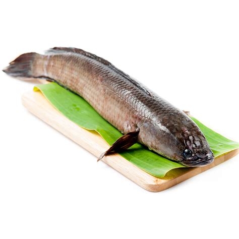 Snakehead Fish Witrust Group