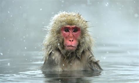 15 Japanese Macaque Snow Monkey Facts Fact Animal