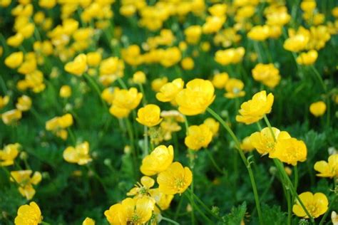 Why Do Buttercup Flowers Attract People Lppynu