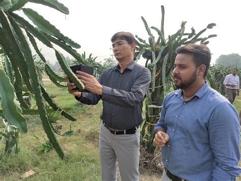 Started Dragon Fruit Farming After Doing Btech Cdo Reached The Farm In