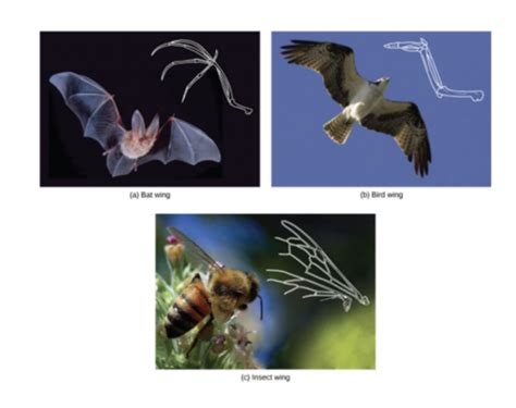 Chapter 6 Evolution Flashcards Quizlet