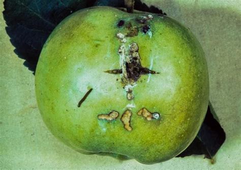 Tufted Apple Bud Moth Nc State Extension Publications