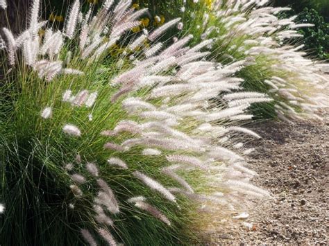 Varieties Of Fountain Grass Popular Types Of Fountain Grass To Grow