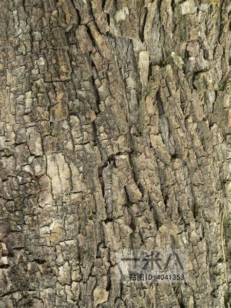 Bark Texture Texture Free Download Id293995798 1miba
