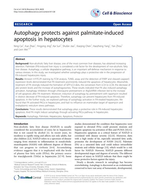 Pdf Autophagy Protects Against Palmitate Induced Apoptosis In Hepatocytes