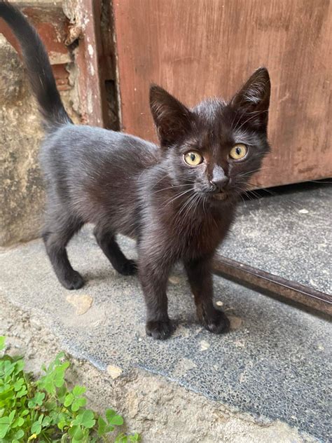 Ветеринарен кабинет д р Венцеслав Стоев Sofia