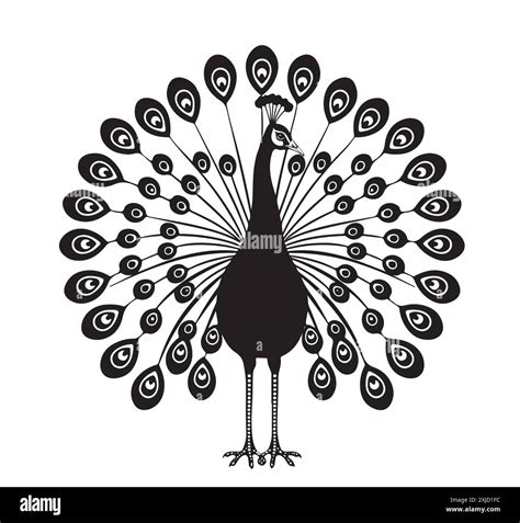 Peacock Line Drawing Peacock Drawing With White And Black