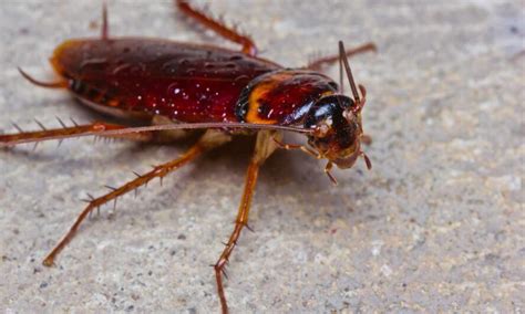 Why Is It Called Cockroach