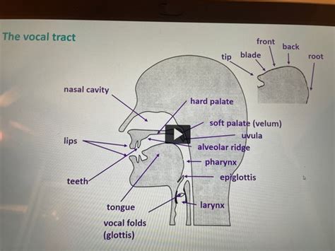 Sound 1 Flashcards Quizlet Sound 1 Flashcards Quizlet