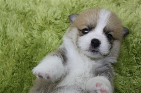 안냥하세요 저는 웰시코기 입니다 짧은 다리와 빵빵한 엉덩이 귀엽죠 실물이 더 예쁜 제 얼굴 보러 오셔요 👍연계병 티컵강아지분양 Band