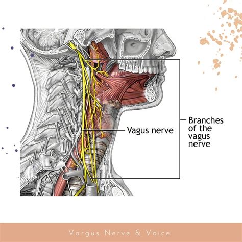 As You Breathe Do You Know What Is The Vagus Nerve Where It Is Located And Why Is It So