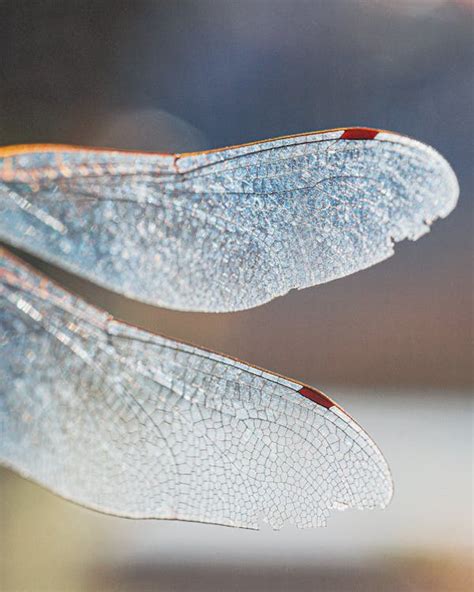 곤충 곤충학 관념적인 극단적 인 클로즈업 날개 날개 구조 날개 투명성 날개를 통해 빛 날개의 질감 매크로 무