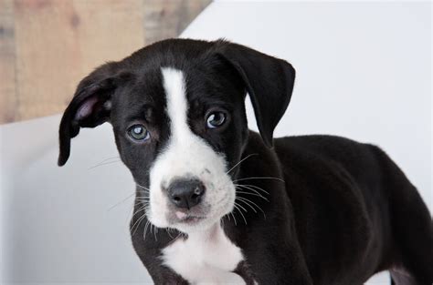 Pit Bull Lab Mix Info Breed Origin Health Issues And Dietary Needs