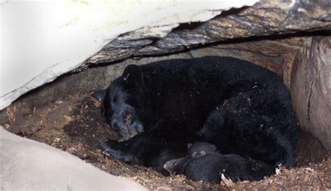 Bear Hibernation Facts And Myths From The Den Outdoor Life