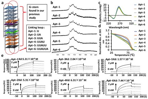 A Unique G Quadruplex Aptamer A Novel Approach For Cancer Cell