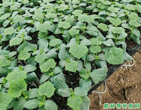 日光温室黄瓜如何施肥 耕种帮种植网