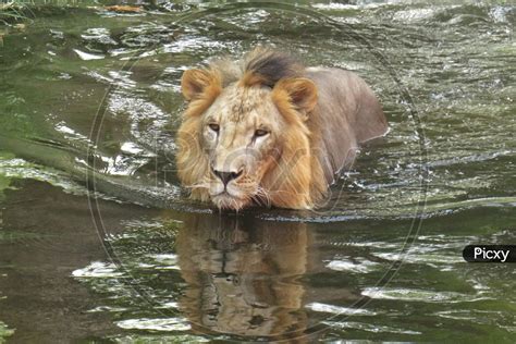 Image Of Male Lion Swimming Di747928 Picxy