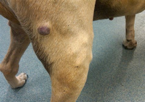 Mast Cell Tumors In Dogs Causes Signs And Early Detection Oncotect