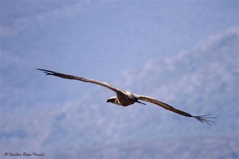 Fotografía De Naturaleza Jm Gavilán El Buitre Leonado Gyps Fulvus