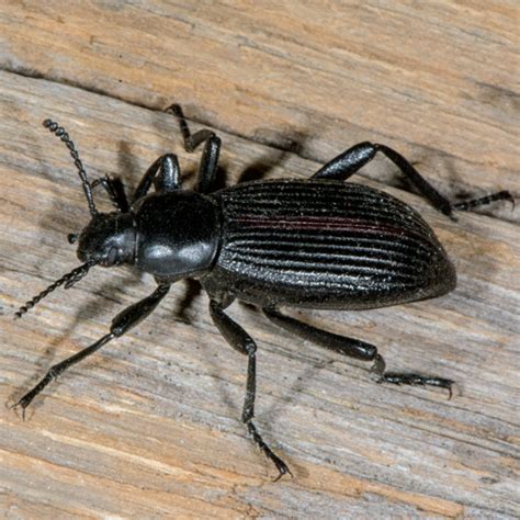 Unknown Beetle Eleodes Hispilabris Bugguidenet