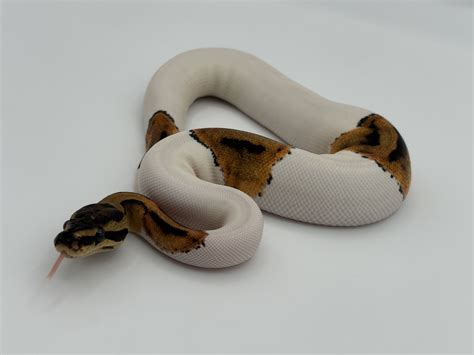 Python Regius Ball Python Pied Female Pythonregiuspiedf