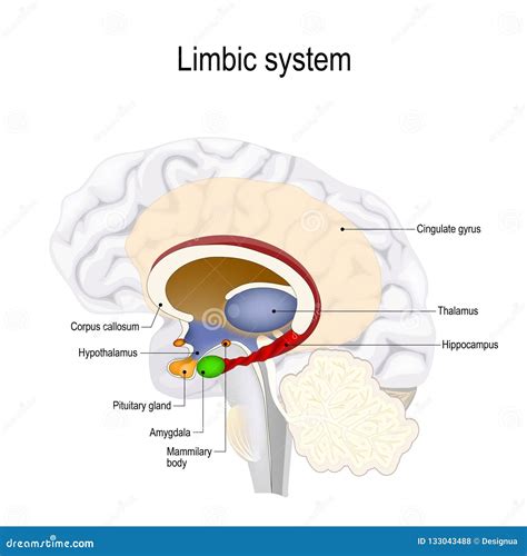 Human Brain Limbic System Stock Vector Illustration Of Amygdala