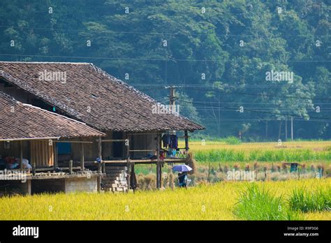 Vietnam Traditional House In Northern Vietnam Yellow Rice Field In