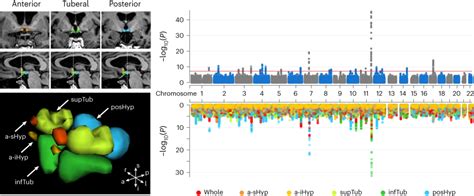 Nature Human Behaviour 实验室冯建峰 程炜联合华山医院首次揭示下丘脑结构的遗传基础及其与神经精神疾病的关系 复旦大学计算神经科学与类脑智能教育部重点实验室
