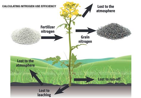 Raising The Bar On Nitrogen Efficiency The Western Producer
