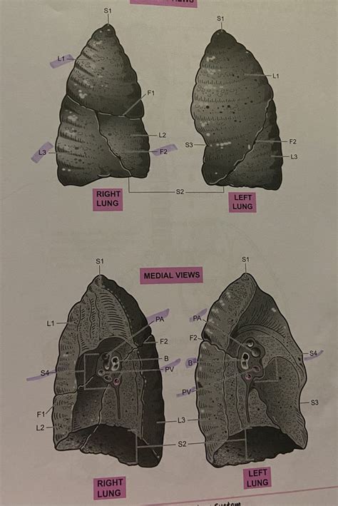 Lungs Diagram Quizlet