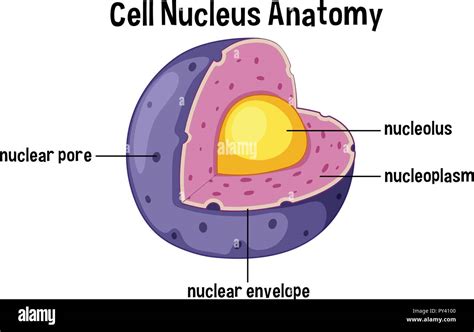 Cell Nucleus Anatomy Diagram Illustration Stock Vector Image And Art Alamy