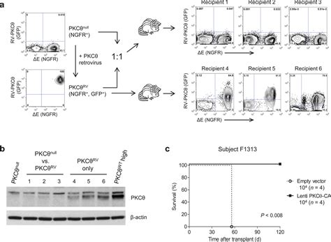 Notch1 Promotes T Cell Leukemia Initiating Activity By Runx Mediated